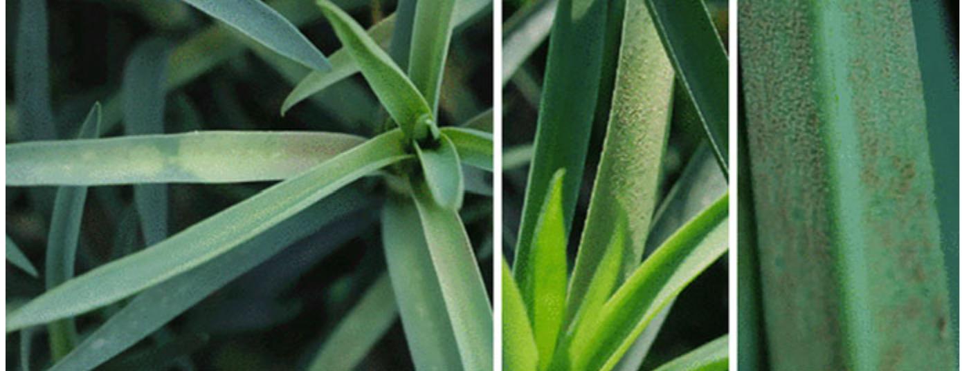 Symptoms/signs of downy mildew of carnation caused by