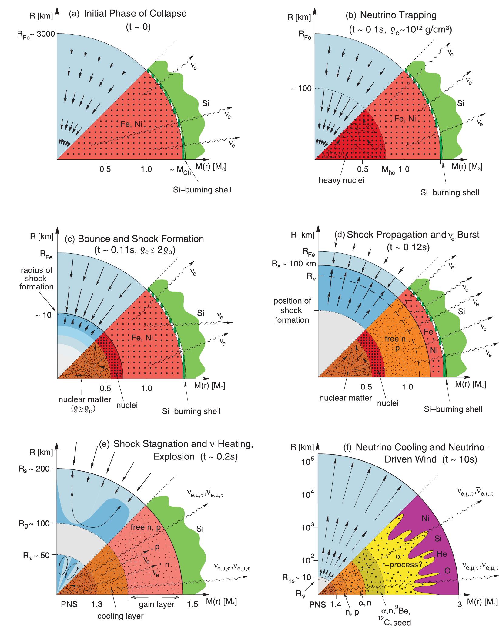 stages of core collapse and supernova explosion as