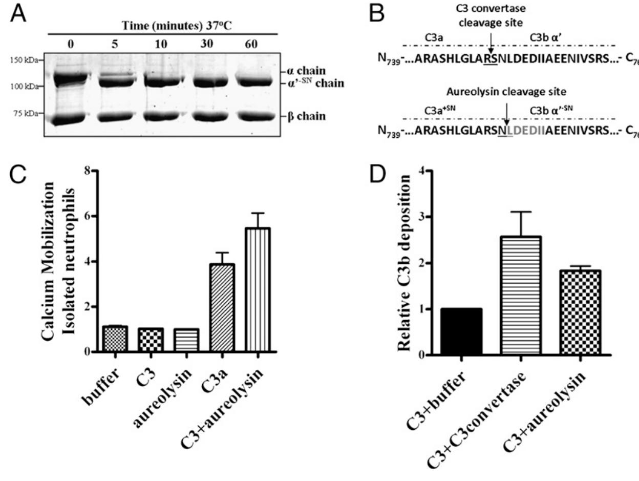 Figure 4 - from Staphylococcus aureus Metalloprotease