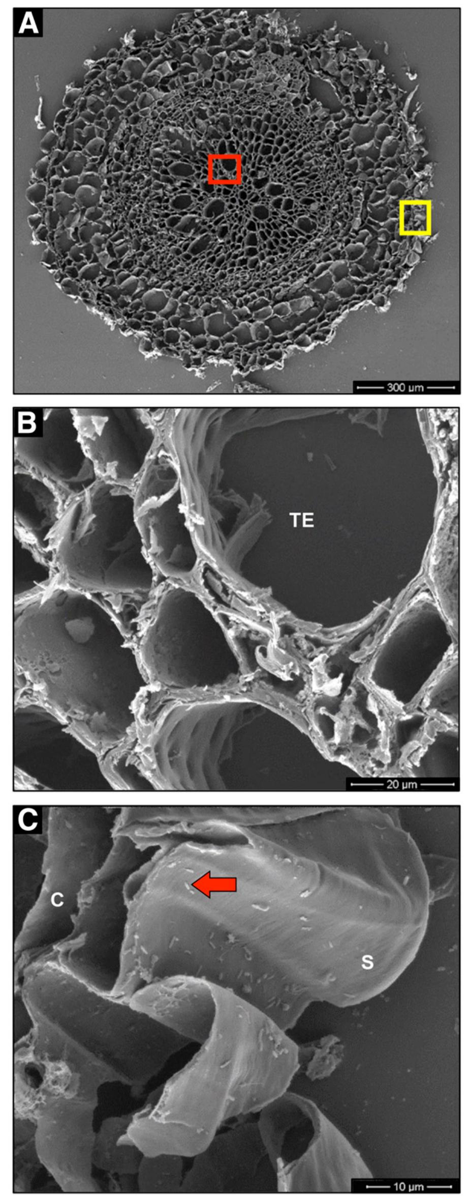 Scanning electron microscopy cross-sections of h7996 at 24 h