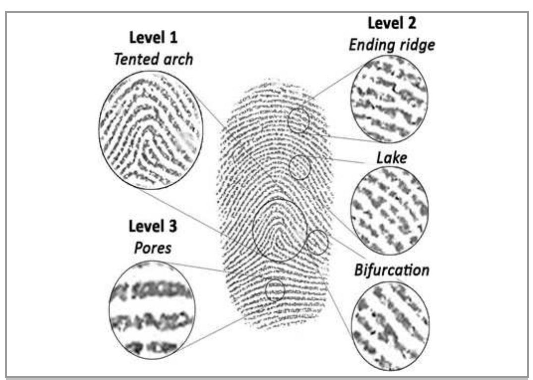 The perfect development of the t different rates within the