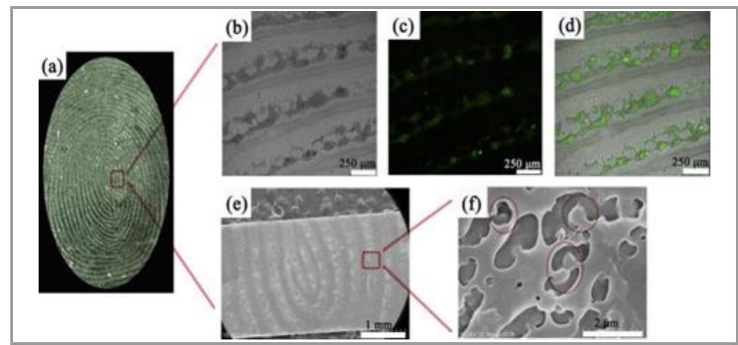 (a) fp of the confocal microscopy images under (b) bright