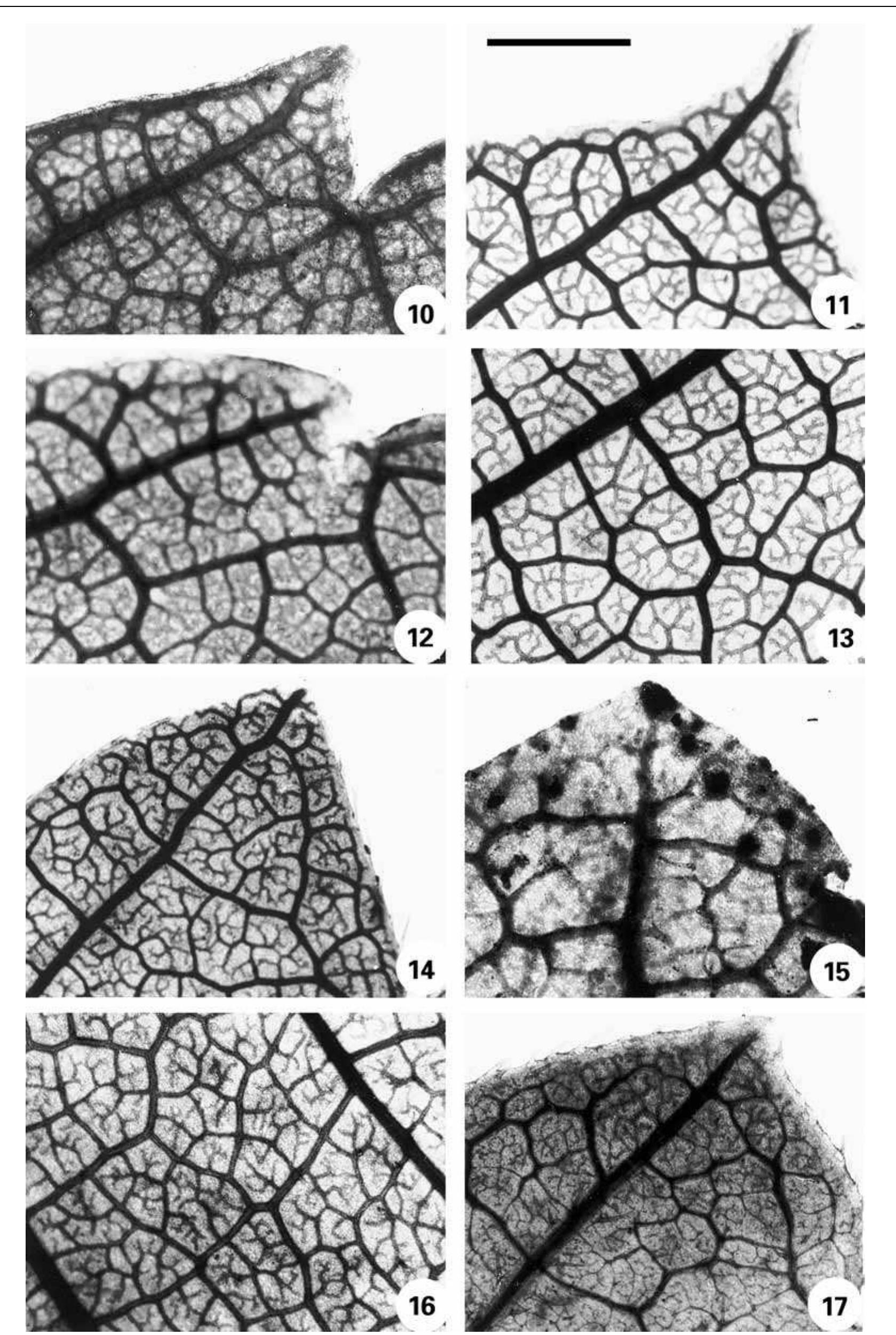 S 10-17. details of leaf architecture and tooth structure of