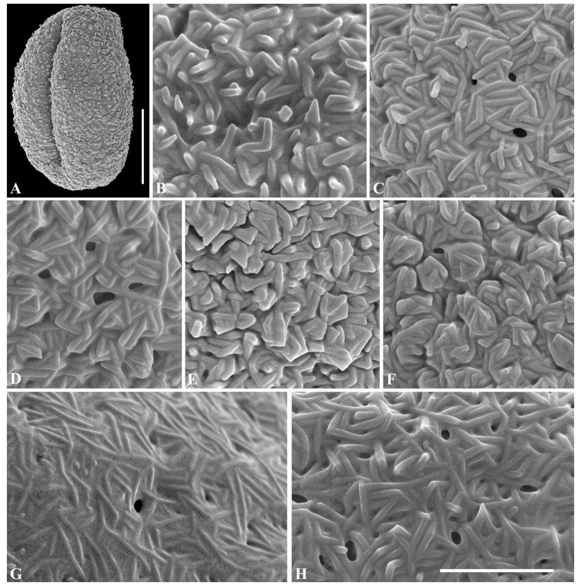 Pollen of quercus, infrageneric group ilex. a, quercus