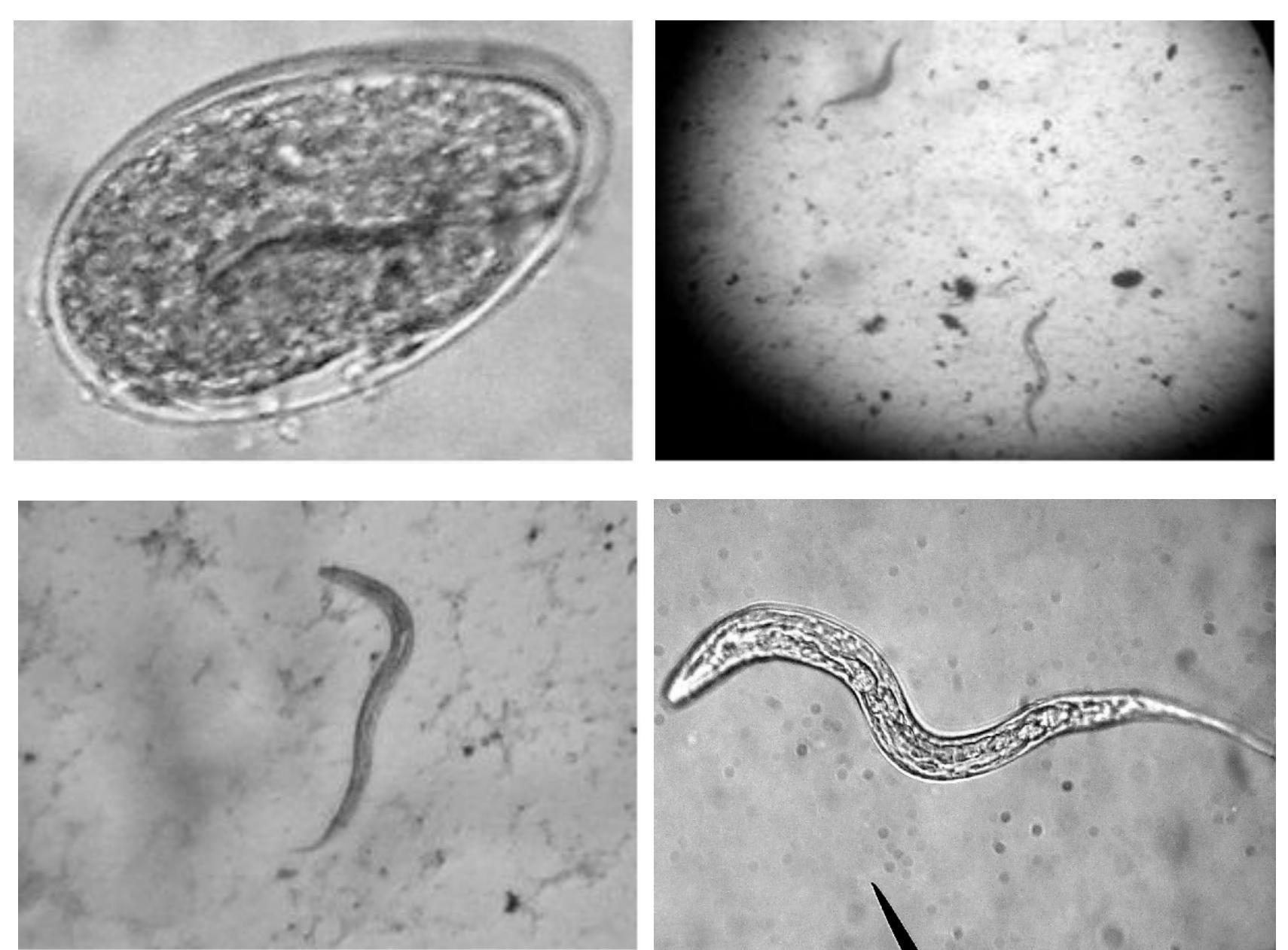 Eggs and different larval stages of h. contortus. we
