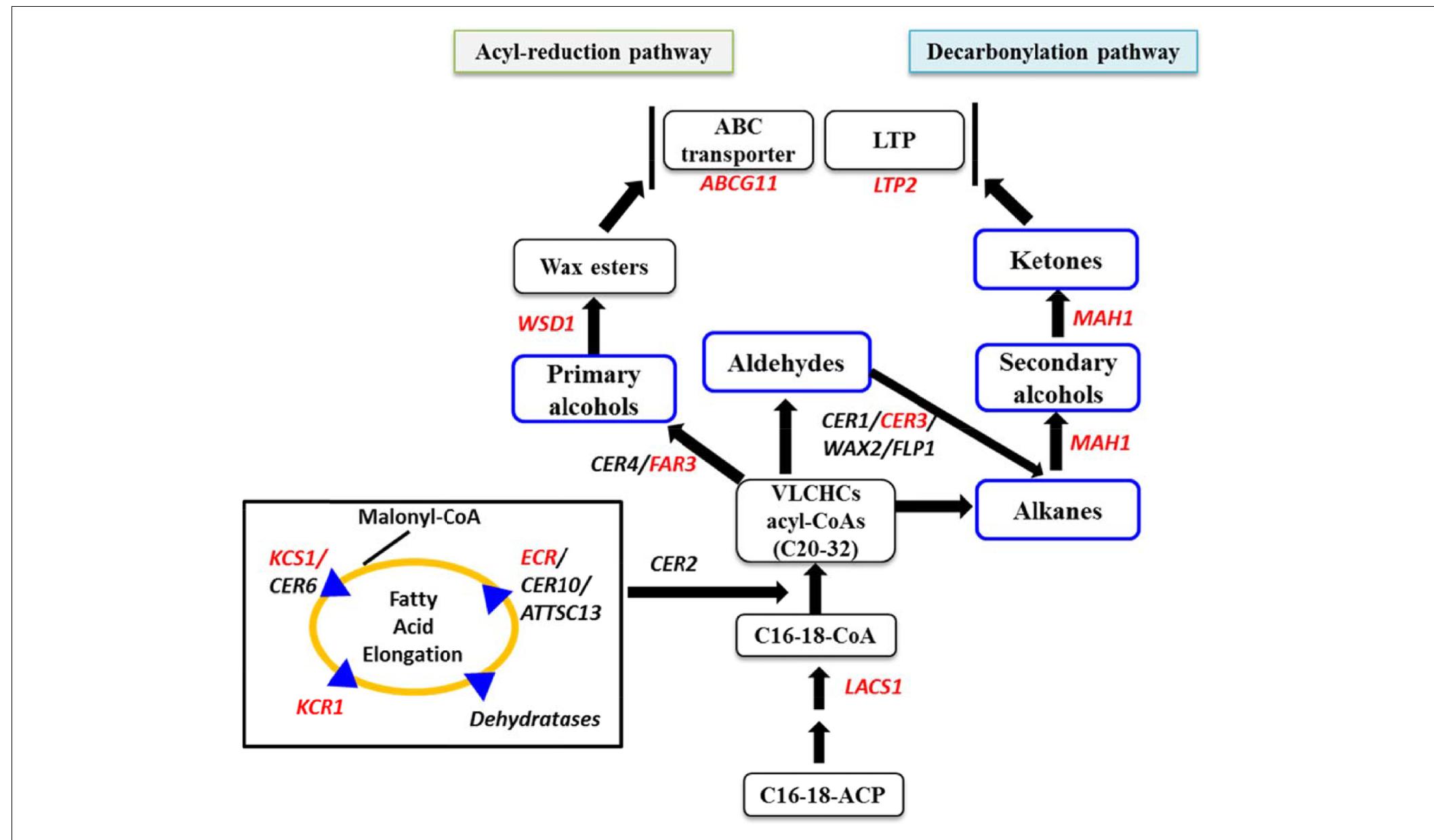 | simplified cuticular wax biosynthetic pathway adapted from