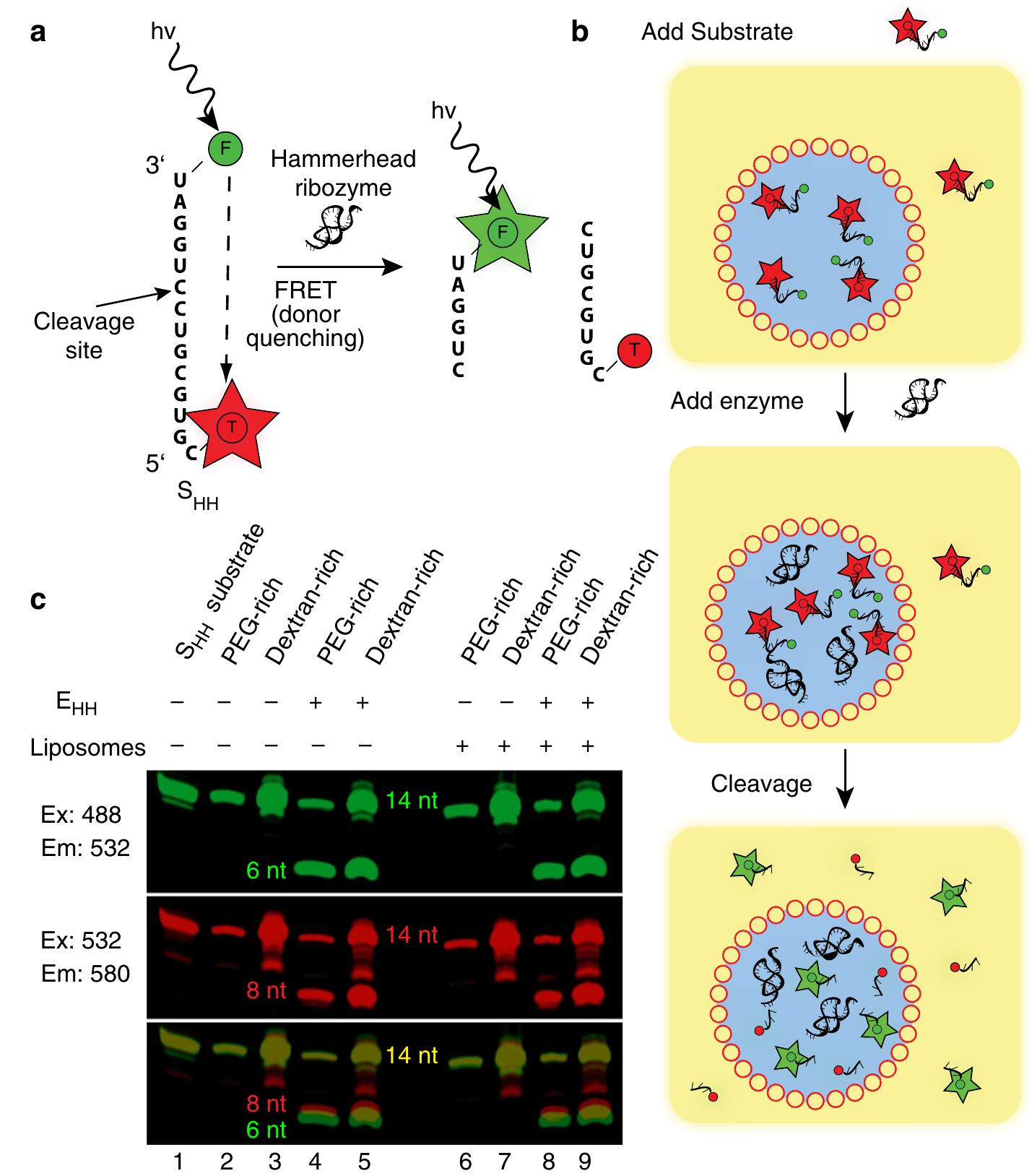 | ribozyme cleavage reaction of a fret-labelled substrate in