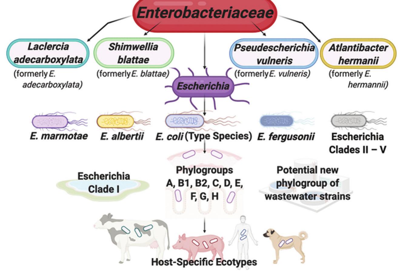 (PDF) A Review of the Taxonomy, Genetics and Biology of the Genus ...