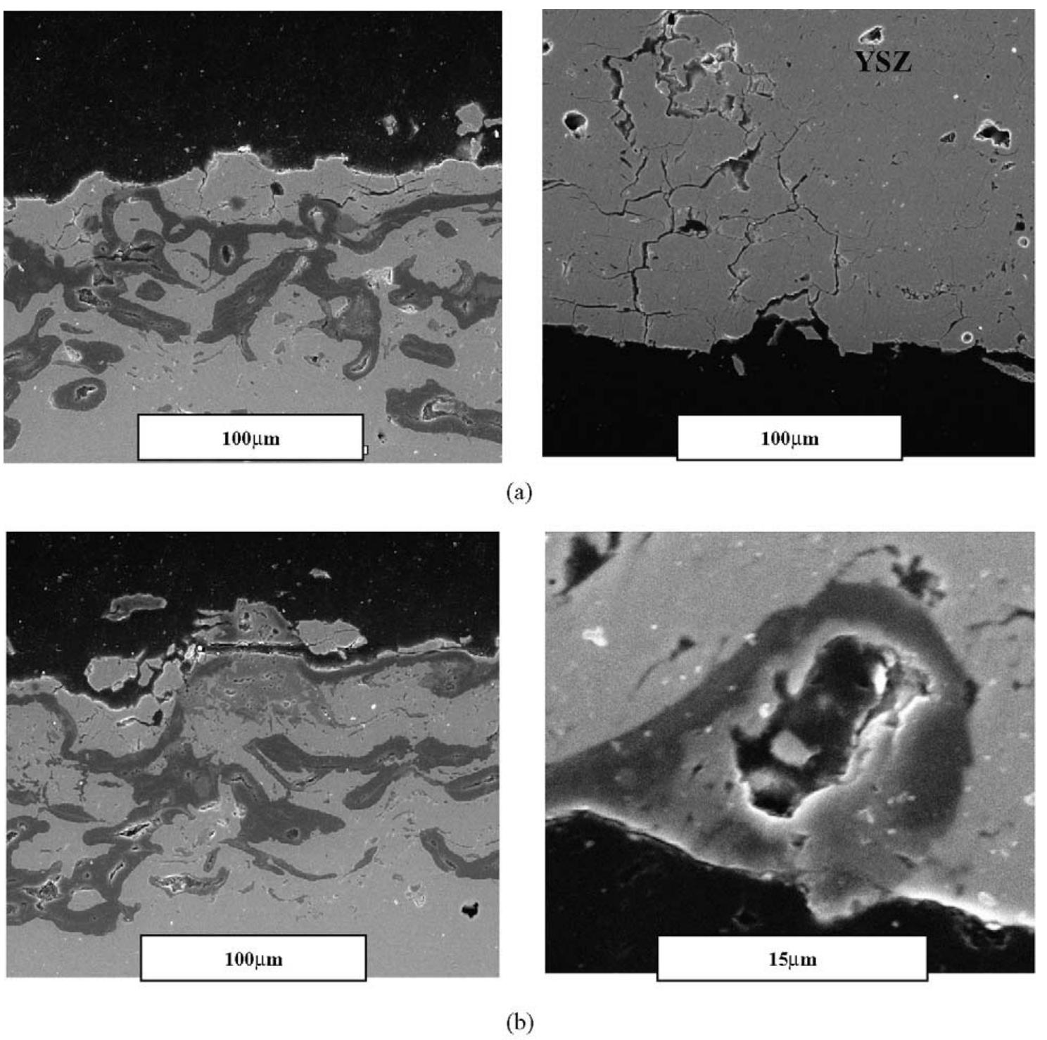 Failed cross-sections of the tbc: (a) substrate and