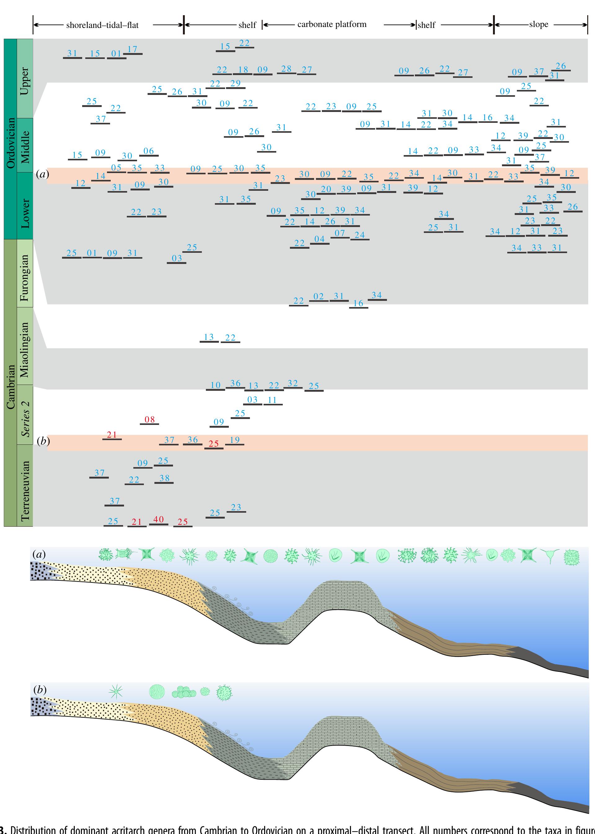 Figure 3 - Palaeoecology of Cambrian–Ordovician acritarchs