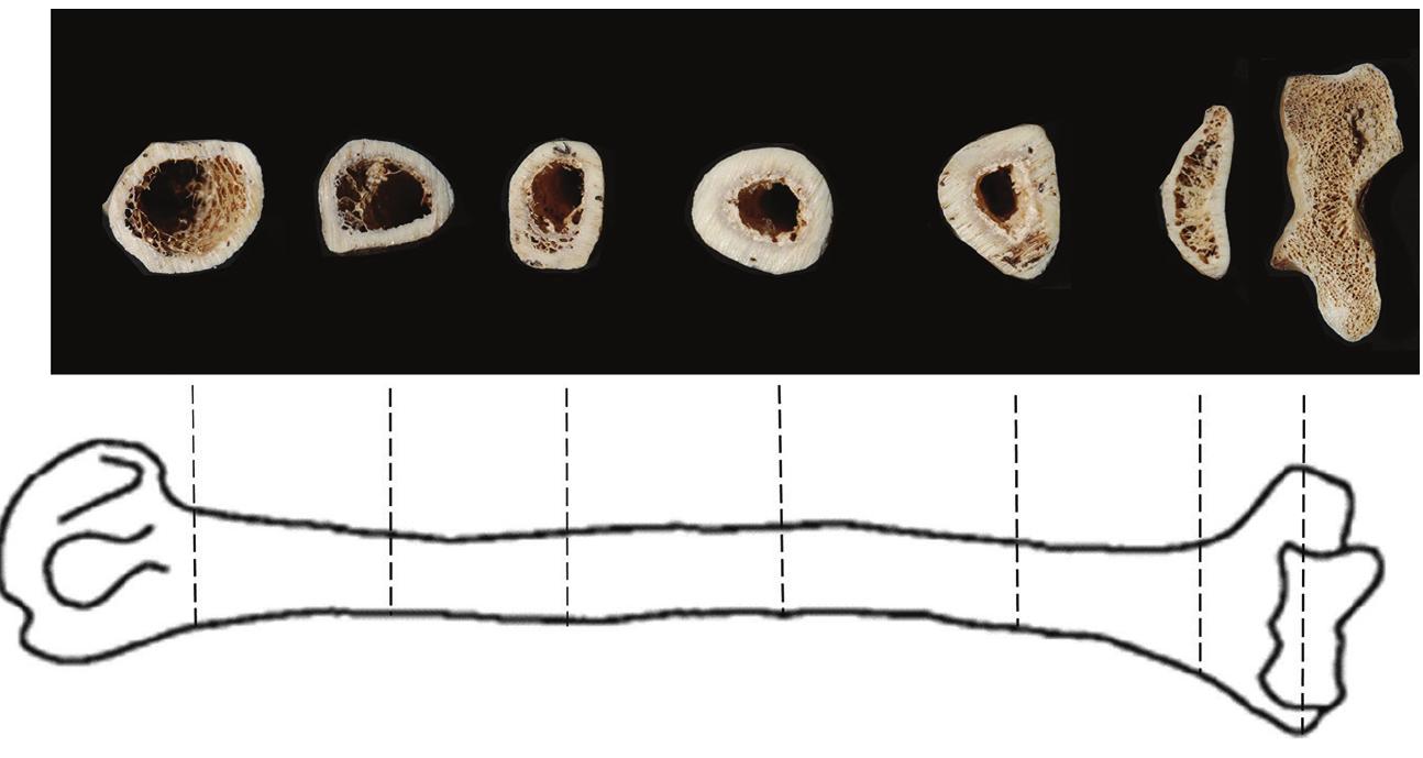 4 cross-sectional morphology of the humerus. there is no