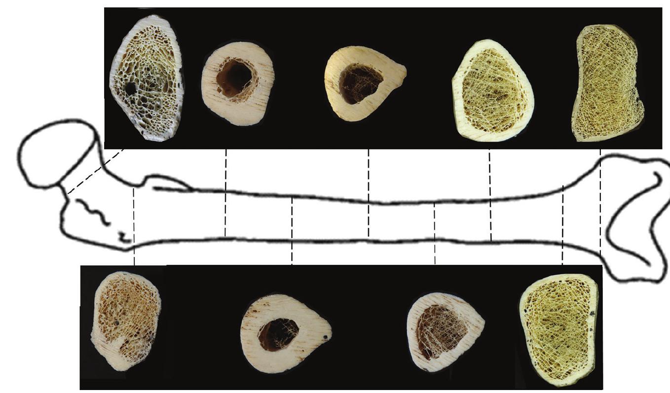 7 cross-sectional morphology of the femur. the role of