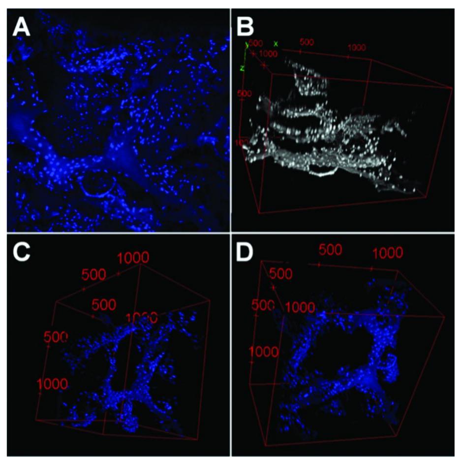 Fluorescence confocal microscopy images of myoblast cells