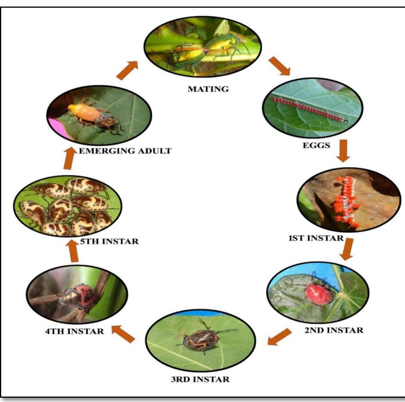 Life cycle of scutellera nobilis on jatropha curcas (l.) 5.