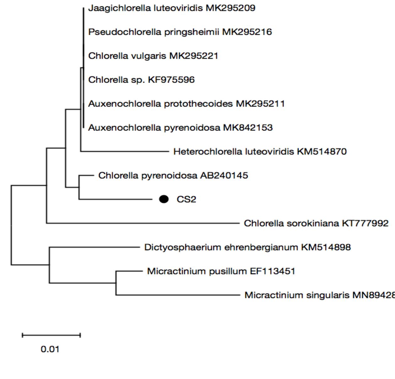 Phylogenetic tree showing the relationship of the cs2 (with