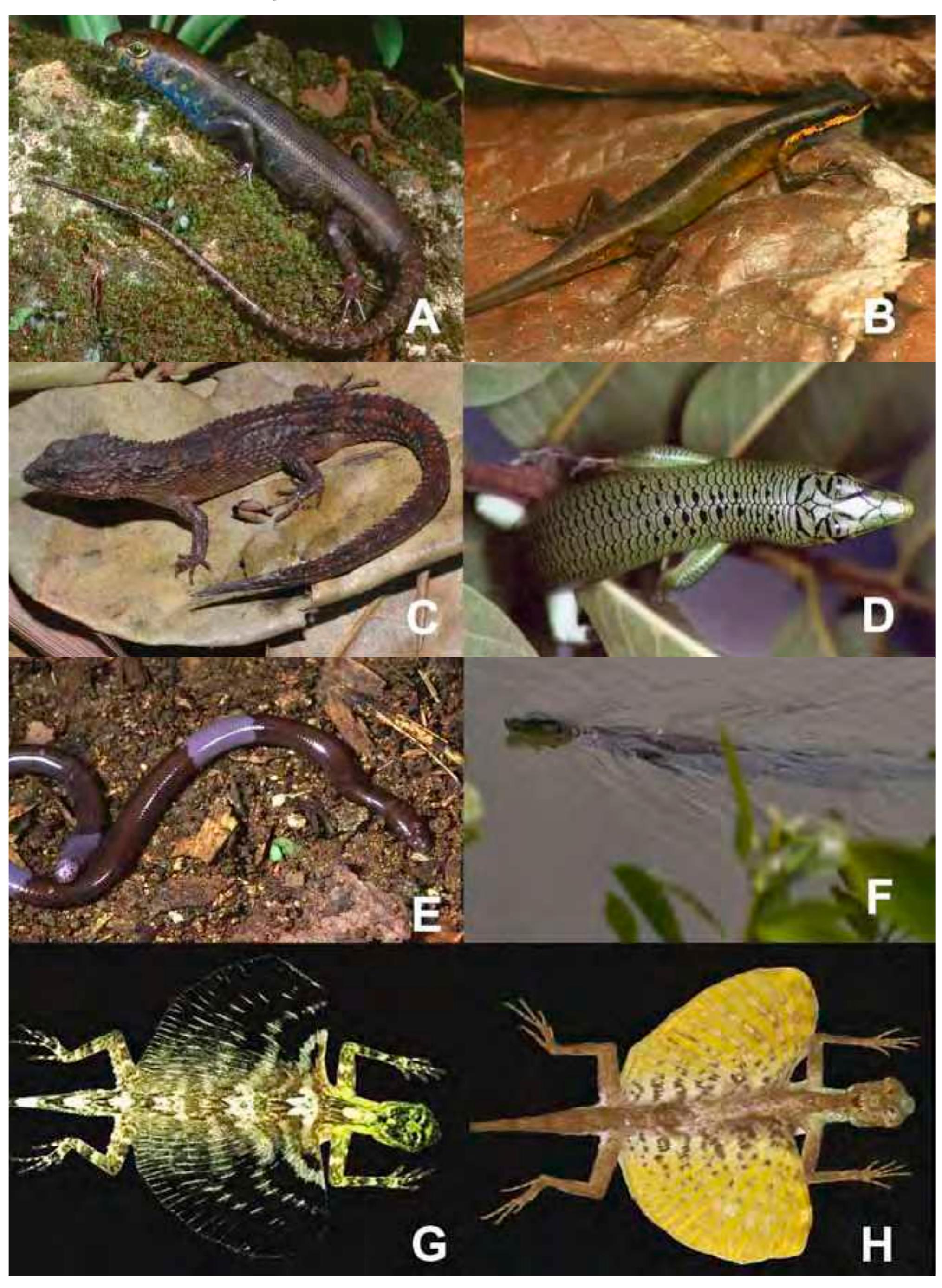 Appendix 3. scincidae: a = sphenomorphus tropidonotus (photo