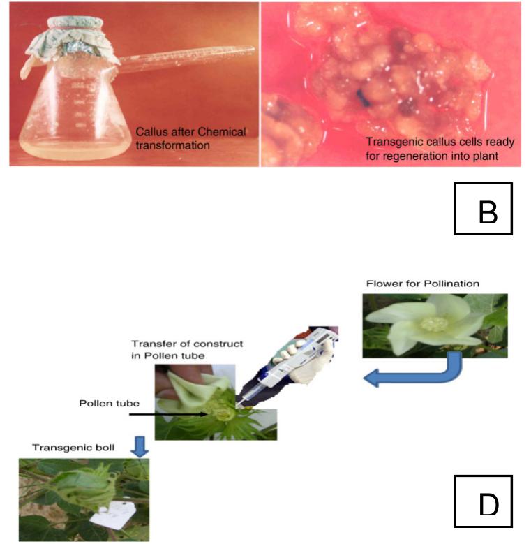 Plate1.3. schematic overview of gene transformation through