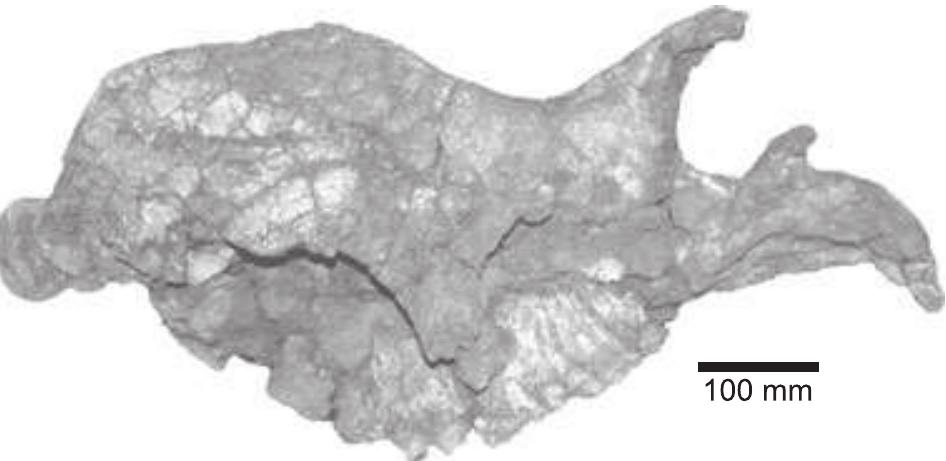 Figure 6 - from Taxonomy and palaeobiology of the