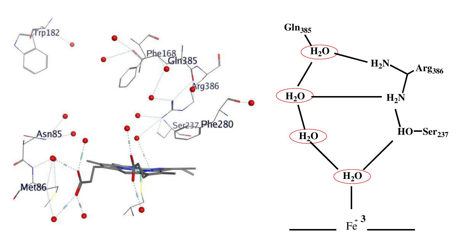 Hydrogen bonding patterns between cyp121 heme iron and