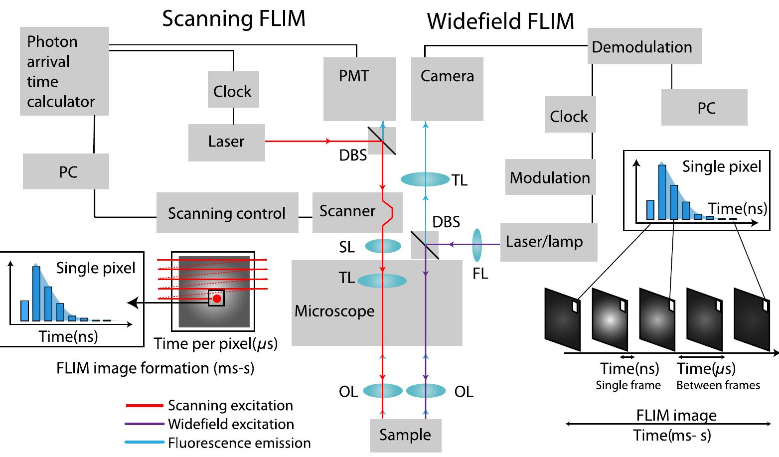 -ig. 5 schematic showing flim implementation in scanning and