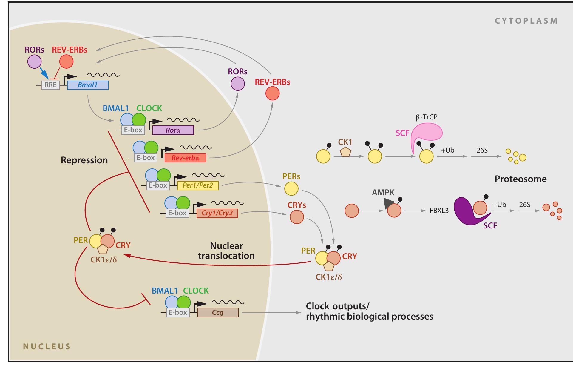 The molecular mechanism of the circadian clock in mammals.