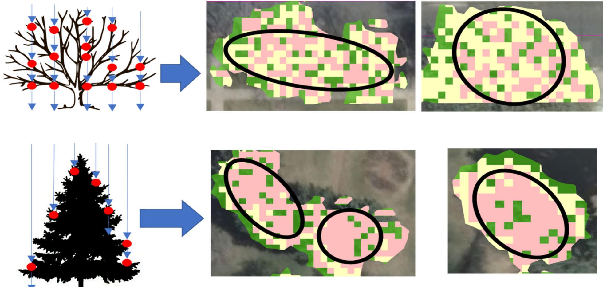 2 shows examples of leaf-off and non-deciduous pine trees of