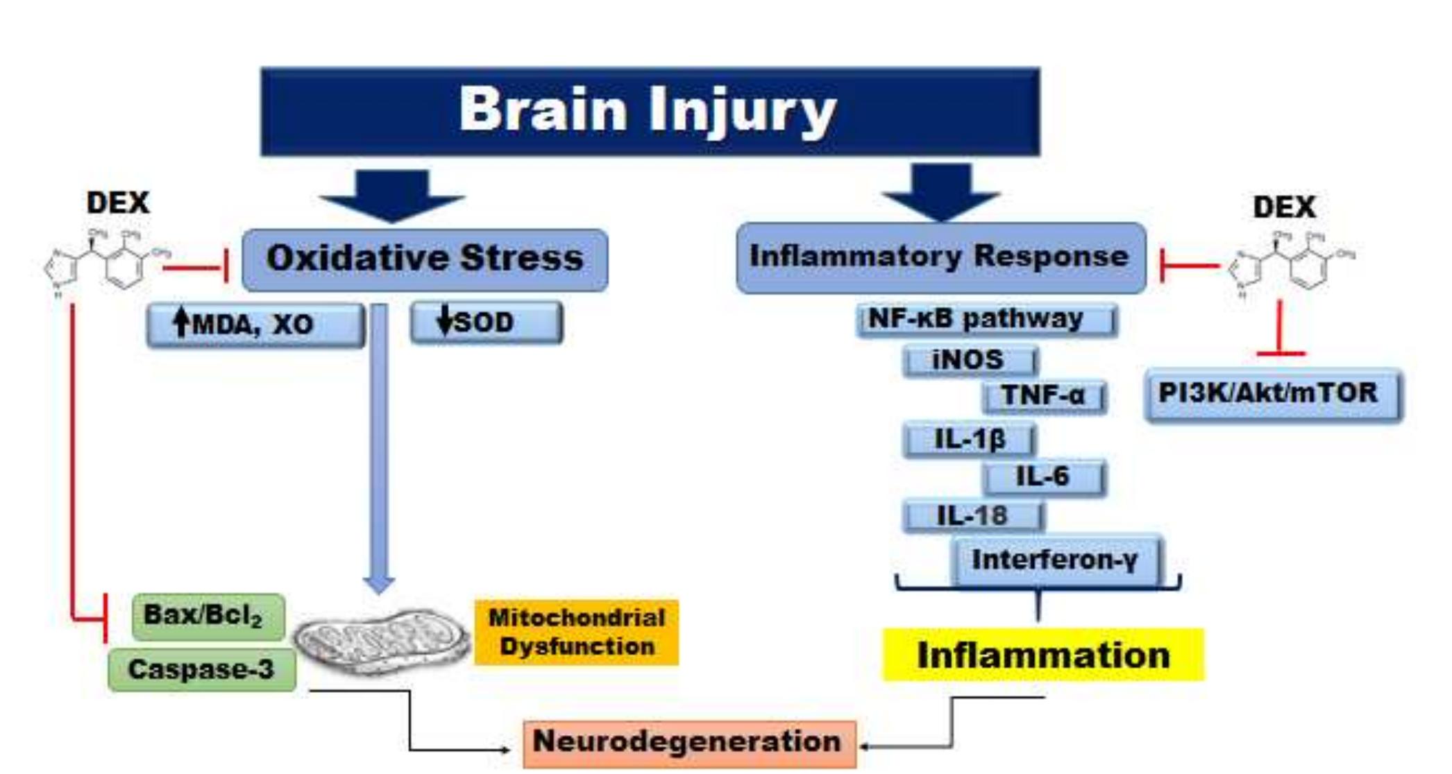 Schematic diagram showing the mechanism action of dex in