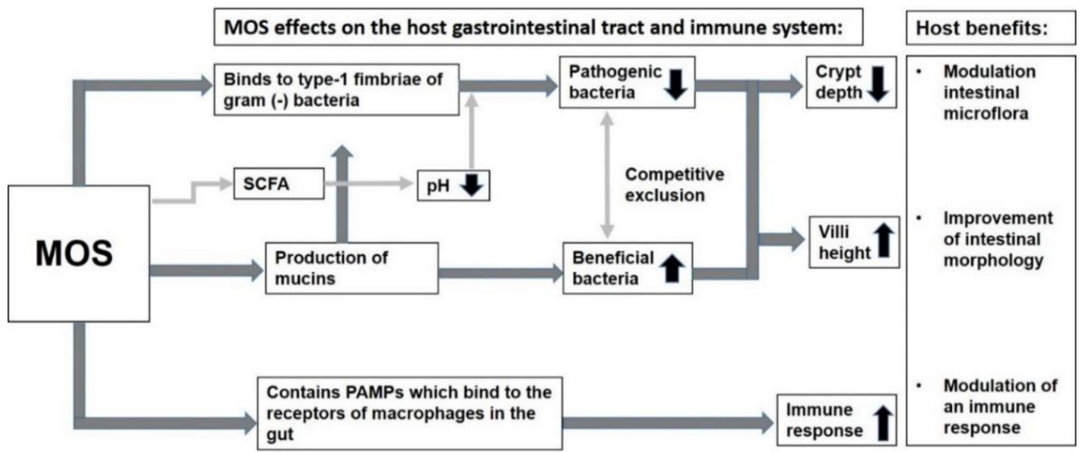 Mechanism of action of mos. the diagram shows how mos