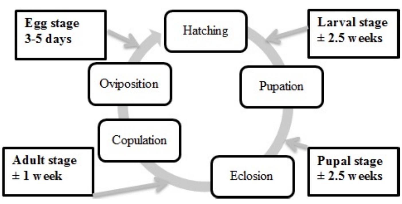 The life cycle of the bsf including the five stage changes