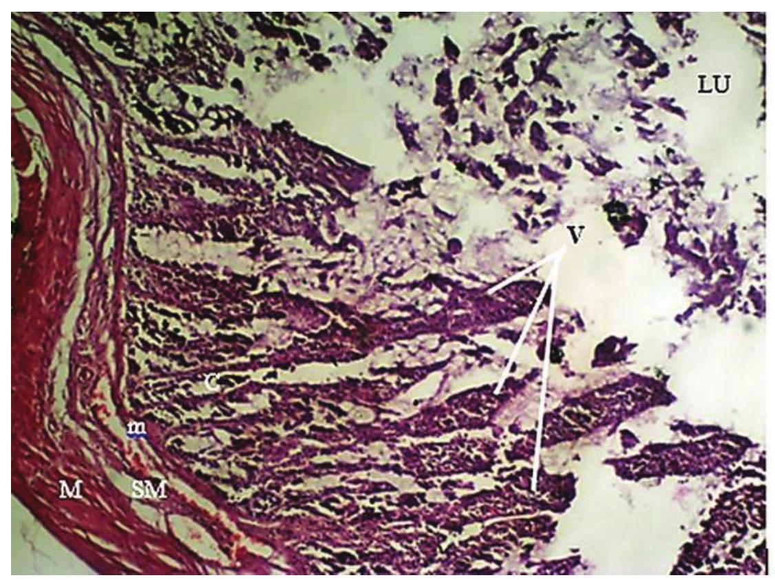 Gastrointestinal organs of the african hedgehog fig (6):