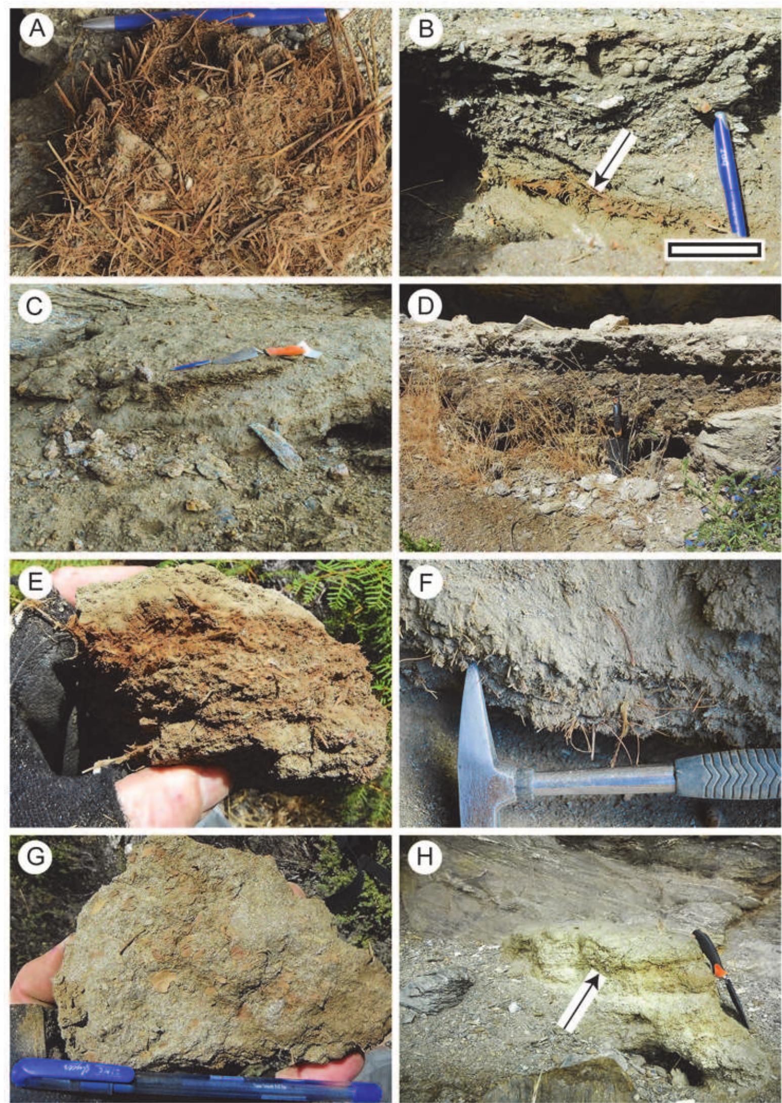 Examples of the dried vegetation zone in cromwell region