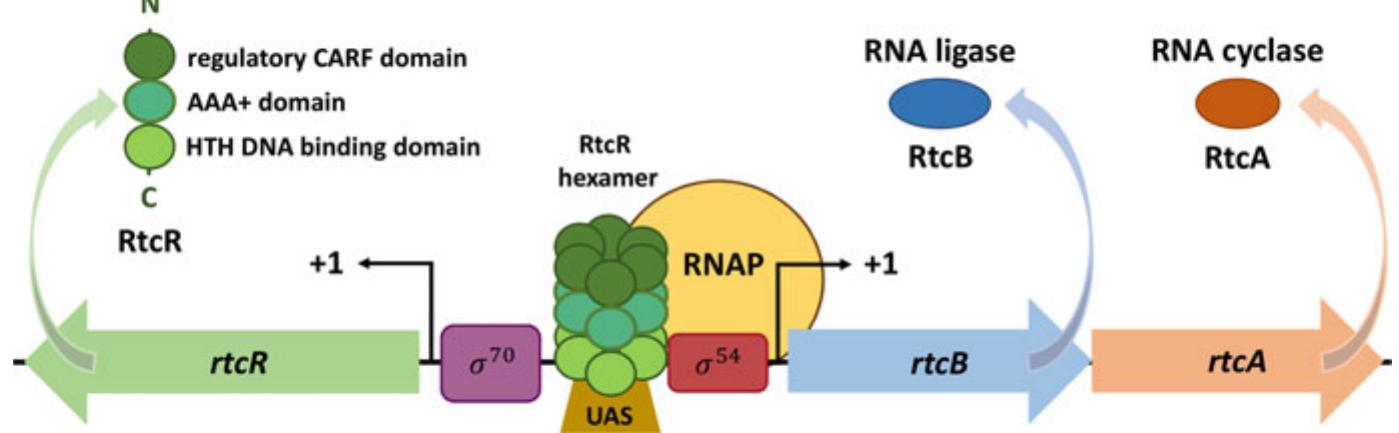 Schematic representation of the rtc system in escherichia