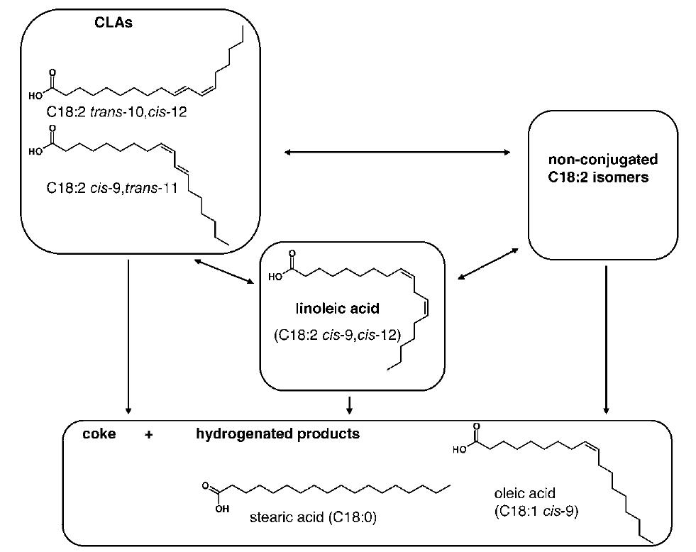 Isomerisation/hydrogenation of linoleic acid with a