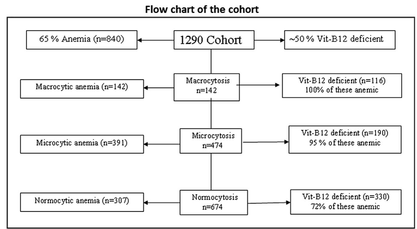 Flow chart depicting the association of anemia with vit-b12