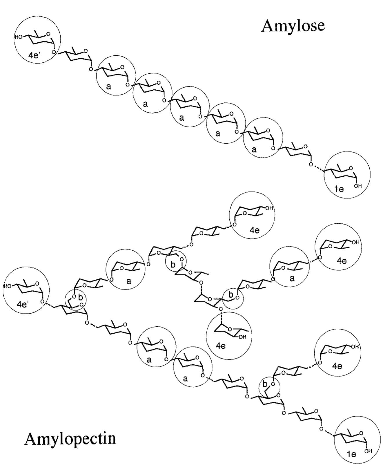 Schematic structures of amylose and amylopectin; amylose