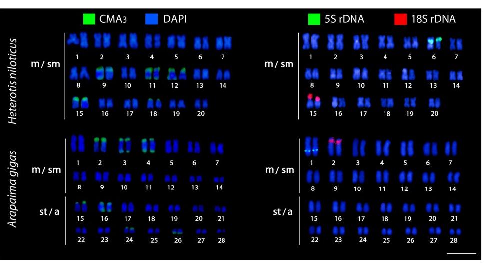 Karyotypes of arapaima gigas and heterotis niloticus after