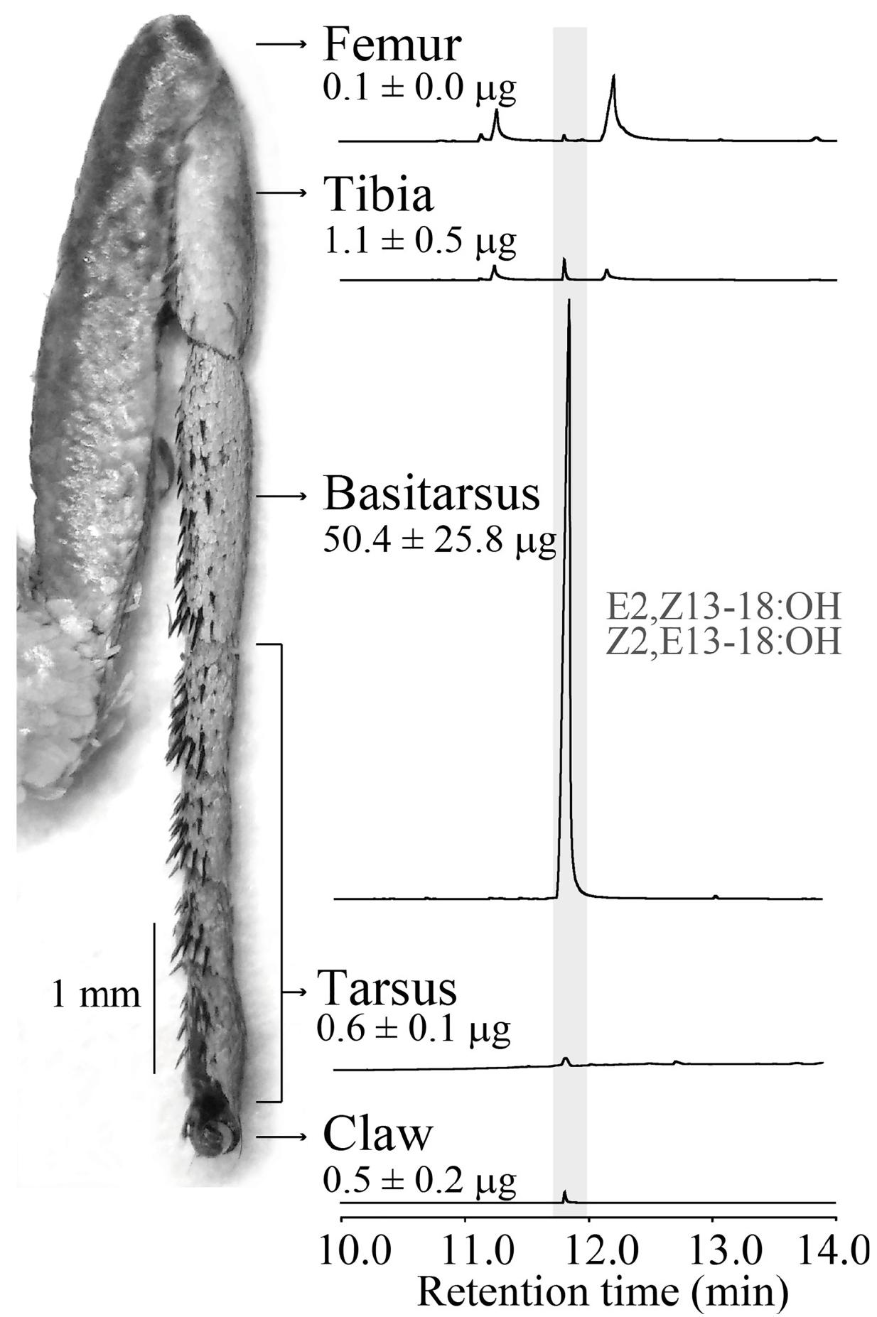 Chromatogram of midleg segments of male telchin licus.