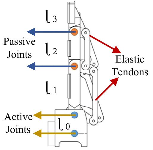 Active and passive joint for 3-finger adaptive robot gripper