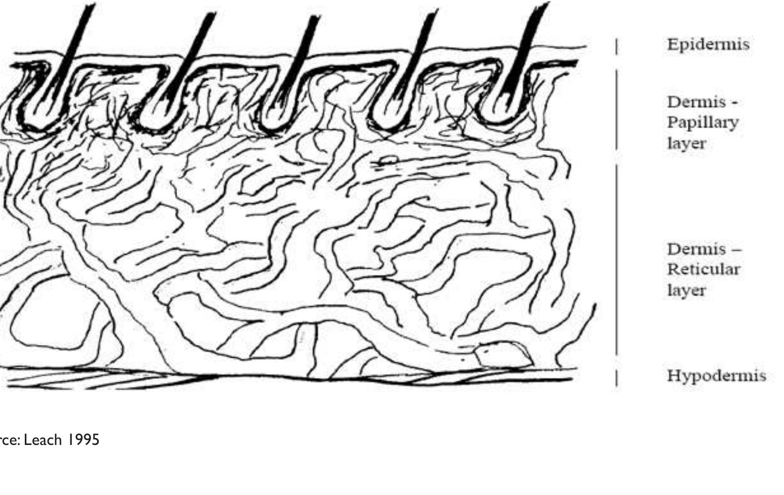 Curing of hides and skins figure 2. transverse section of