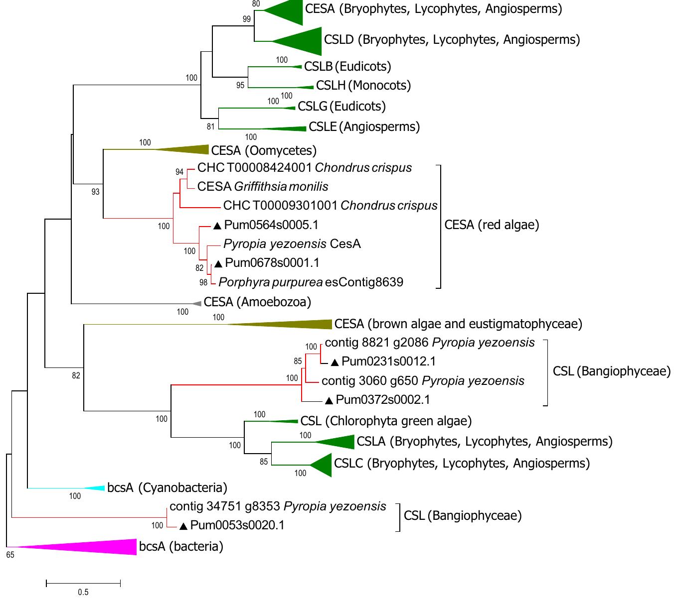 Neighbor-joining phylogenetic tree of gt2 showing the