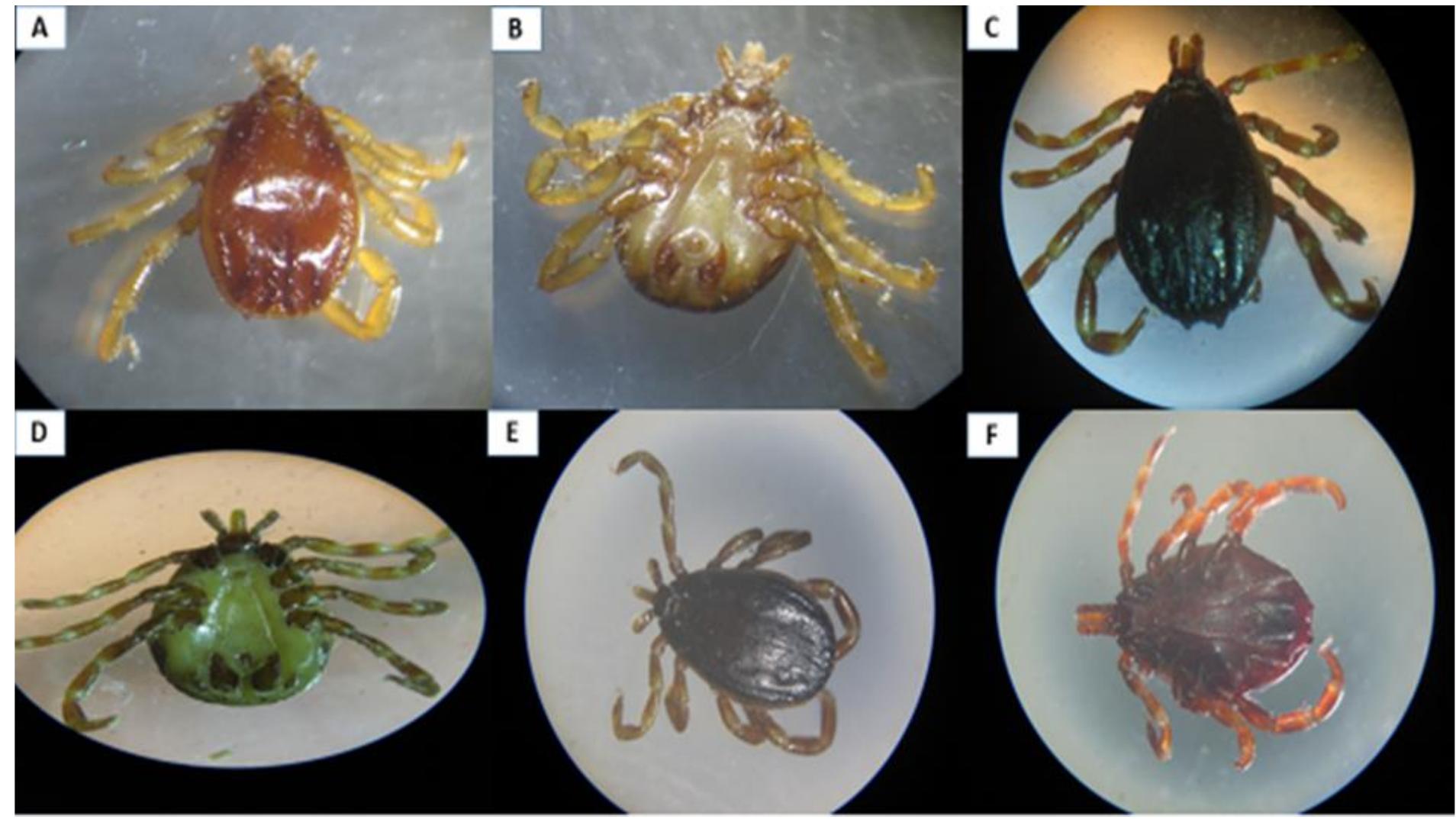 Figure 2 - from Morphological and Molecular Identification