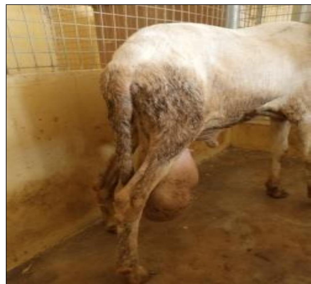 Figure 4 - Unilateral scrotal hernia in a Balami Ram,