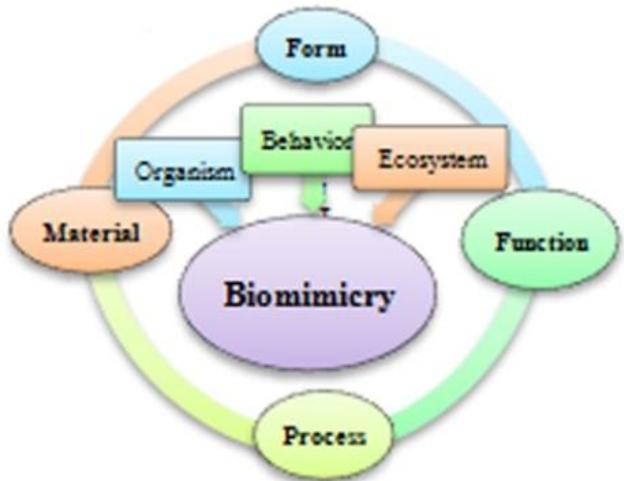 Diagram showing the biomimicry levels. there are three main