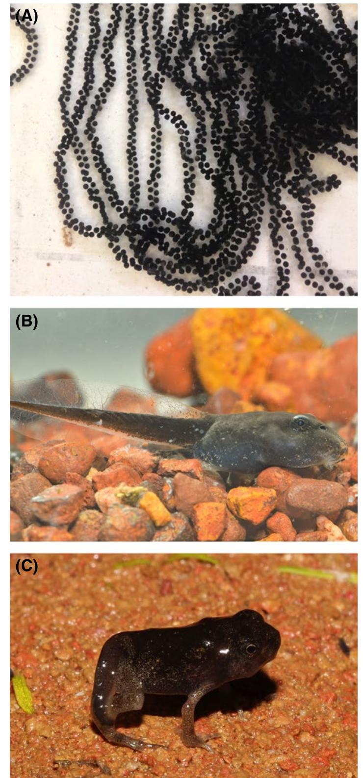 Photographs of early life-history stages of the cane toad