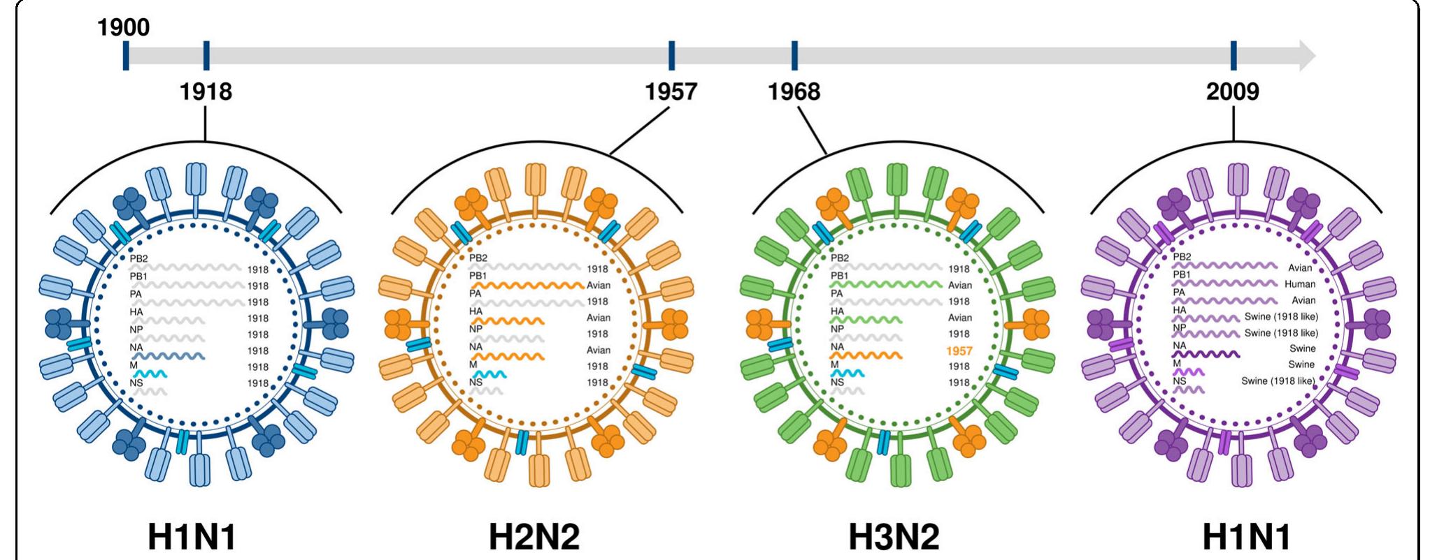 History of influenza pandemics. there have been four