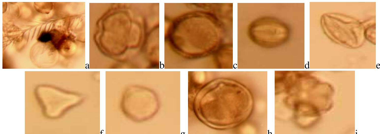 Plate 6: pollen samples (b- lannea acida, c- hymenocardia