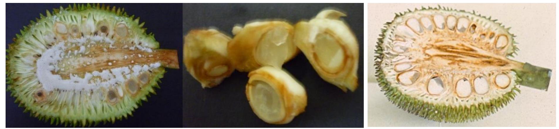 Lh. seed testa color changes fig. 1g. map of mature fruit