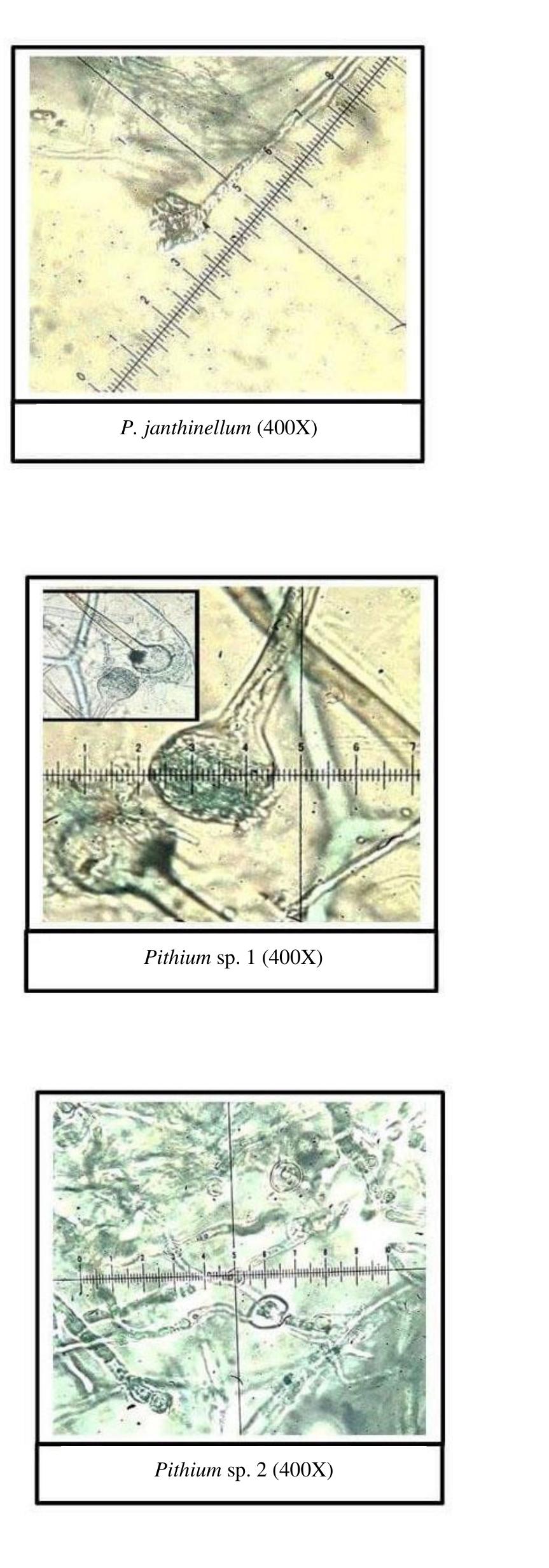 Figure 11 - Isolation and identification of some fungi from