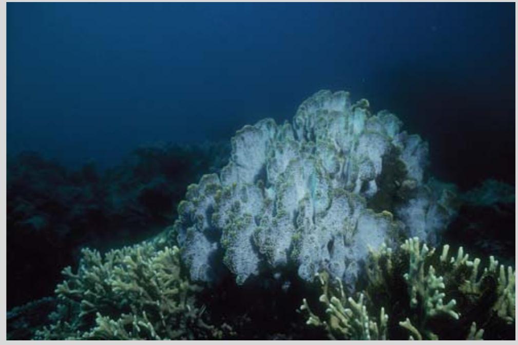 A colony of the blue coral, heliopora coerulea, with