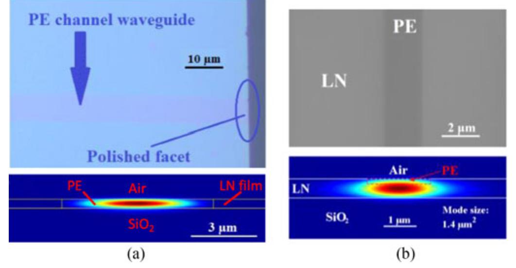 Micrograph and scanning-electron-microscope image, along